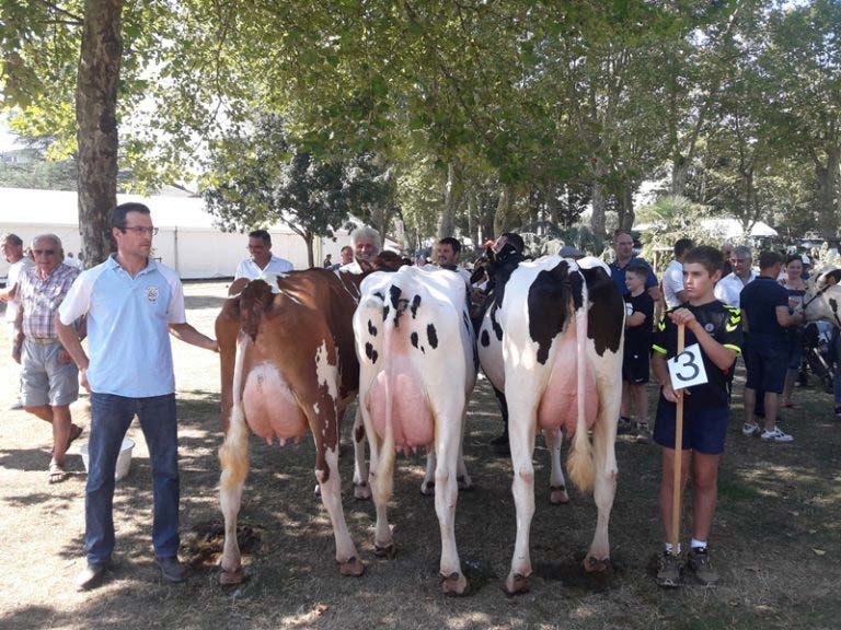 1ER PRIX ENSEMBLE SCEA FELGINES | Prim’Holstein France