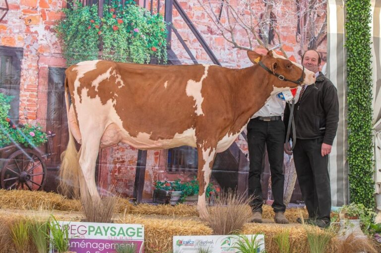 MEILLEURE ROUGE | Prim’Holstein France