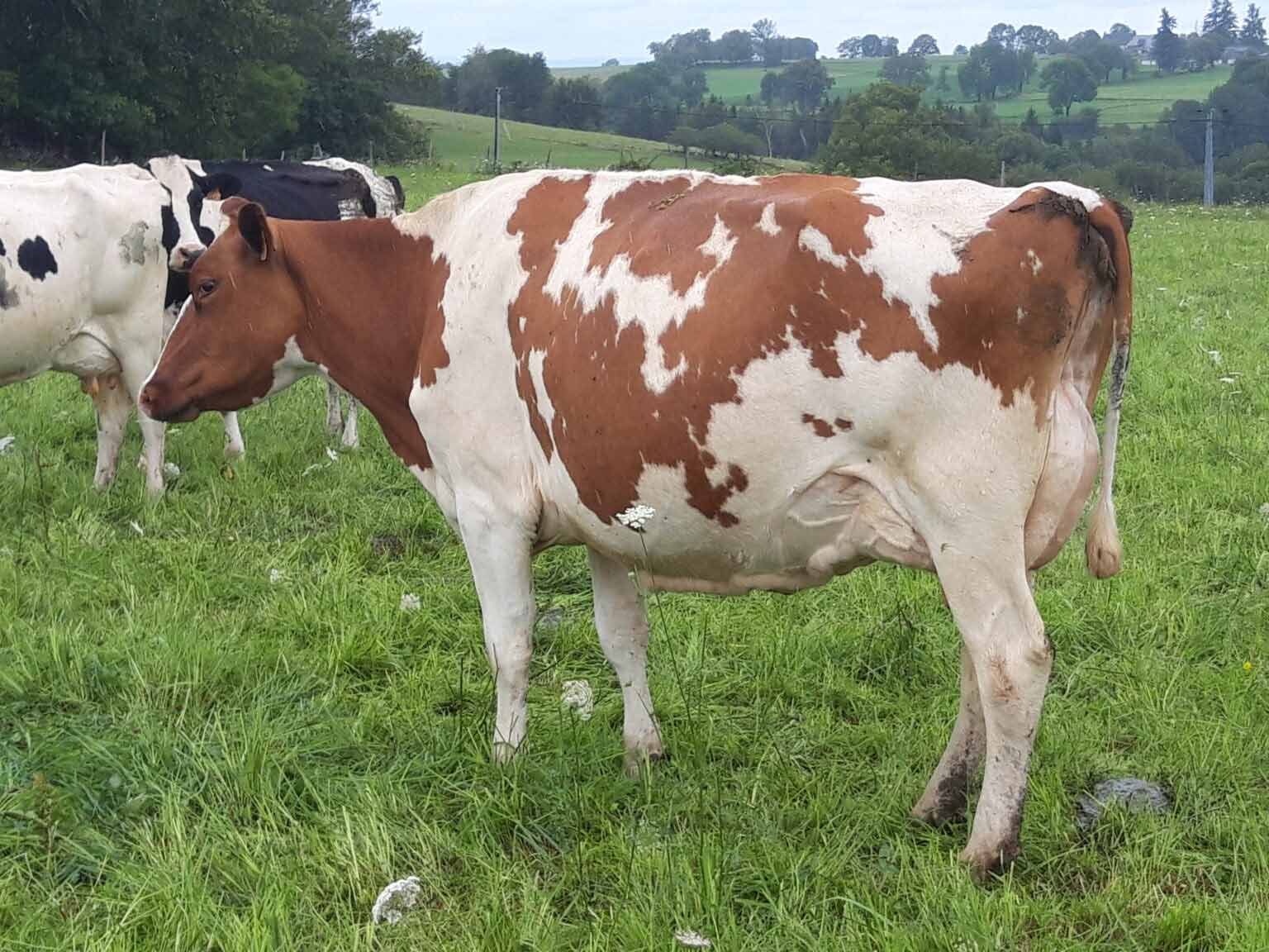Une des vaches rouge du troupeau_20210803_153929 | Prim’Holstein France